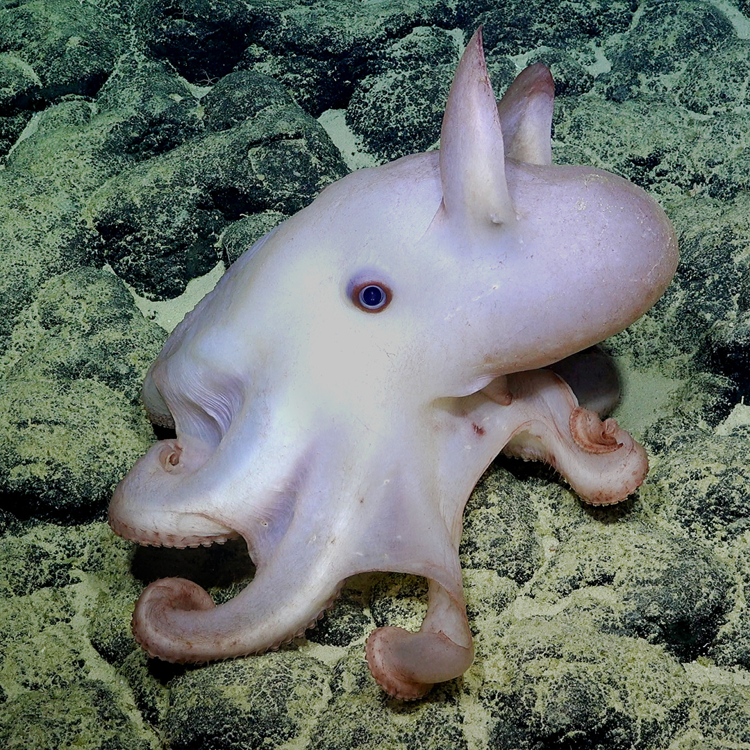 Dumbo Octopus Eggs