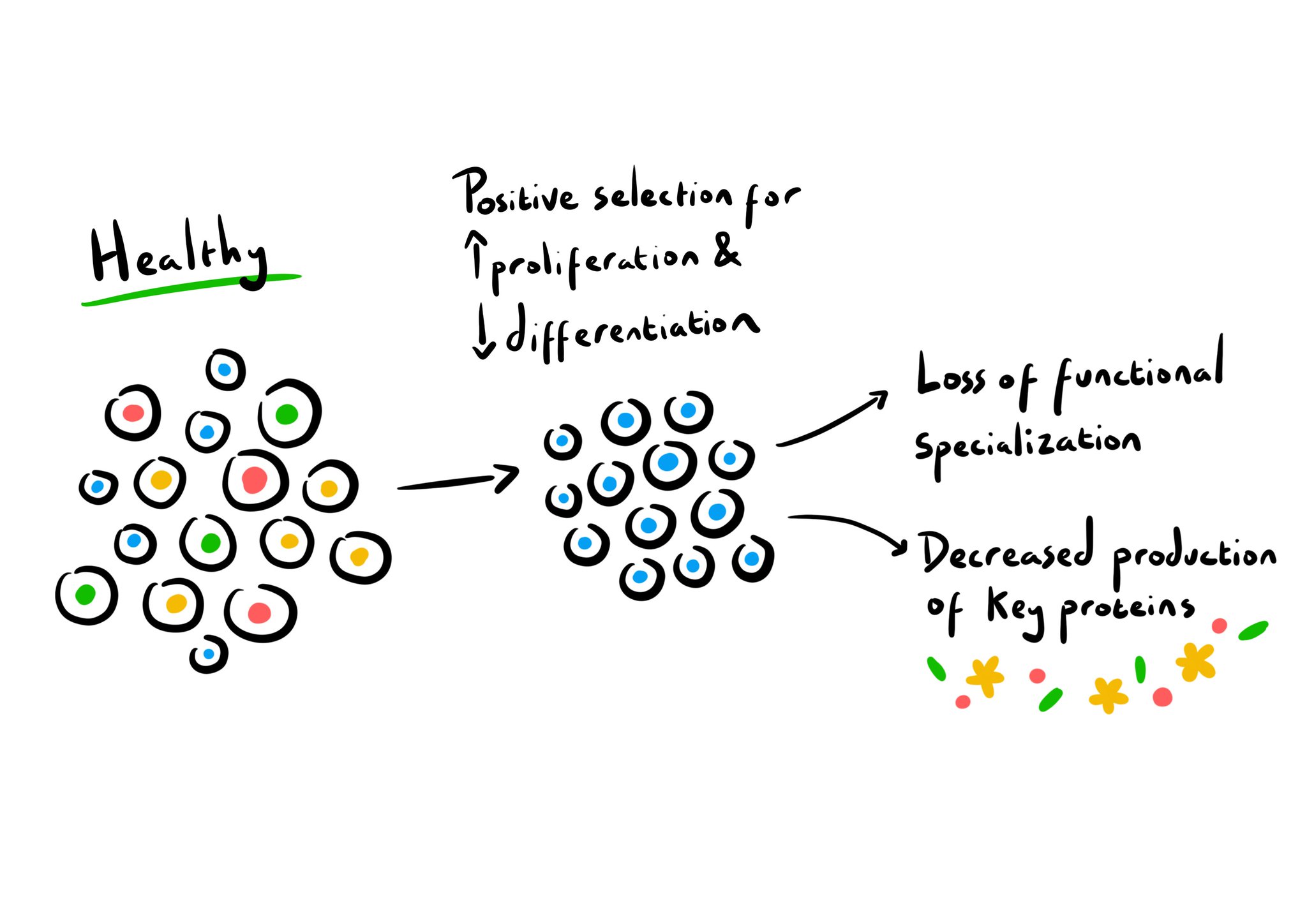 Alex Cagan on Twitter: "While selection for increased proliferation in tissues maintained by ...