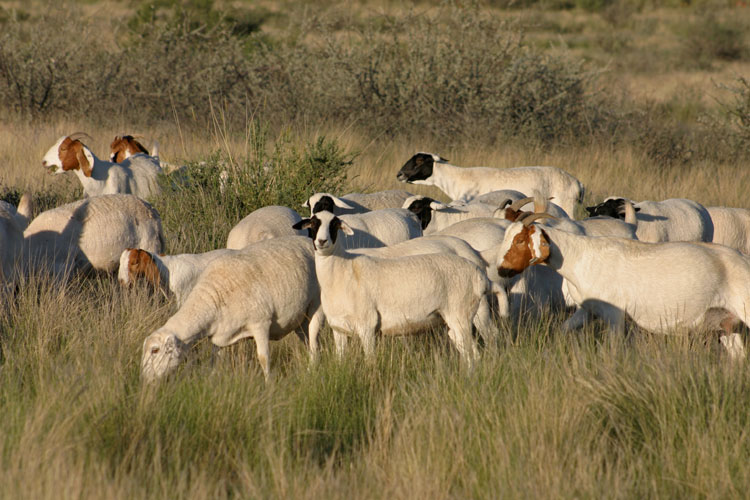 SHEEP #FARMING: EVERYTHING YOU NEED TO KNOW TO GET STARTED WITH SHEEP ...