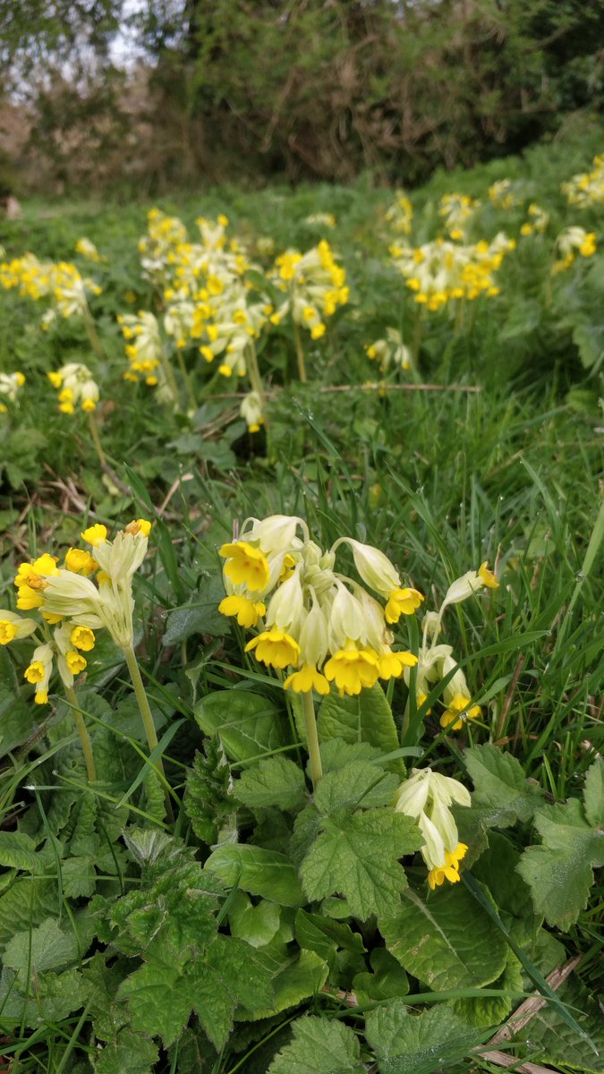 The Memorial Hall – Wheathampstead Parish Council