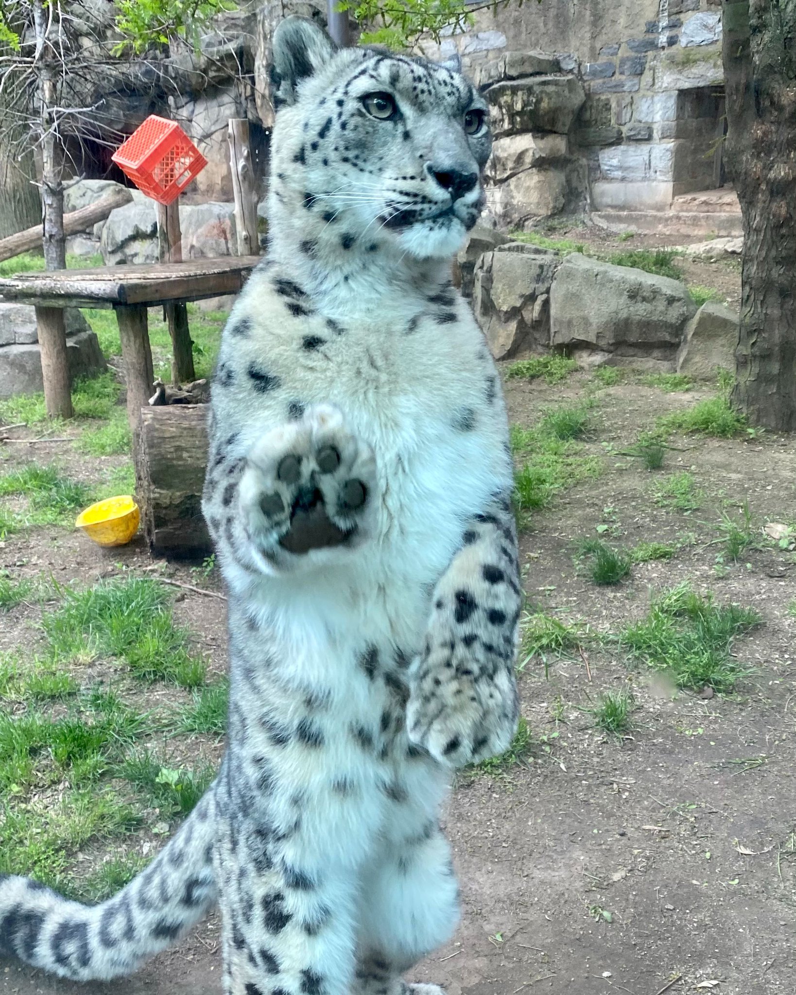 Snow Leopard Standing On Hind Legs