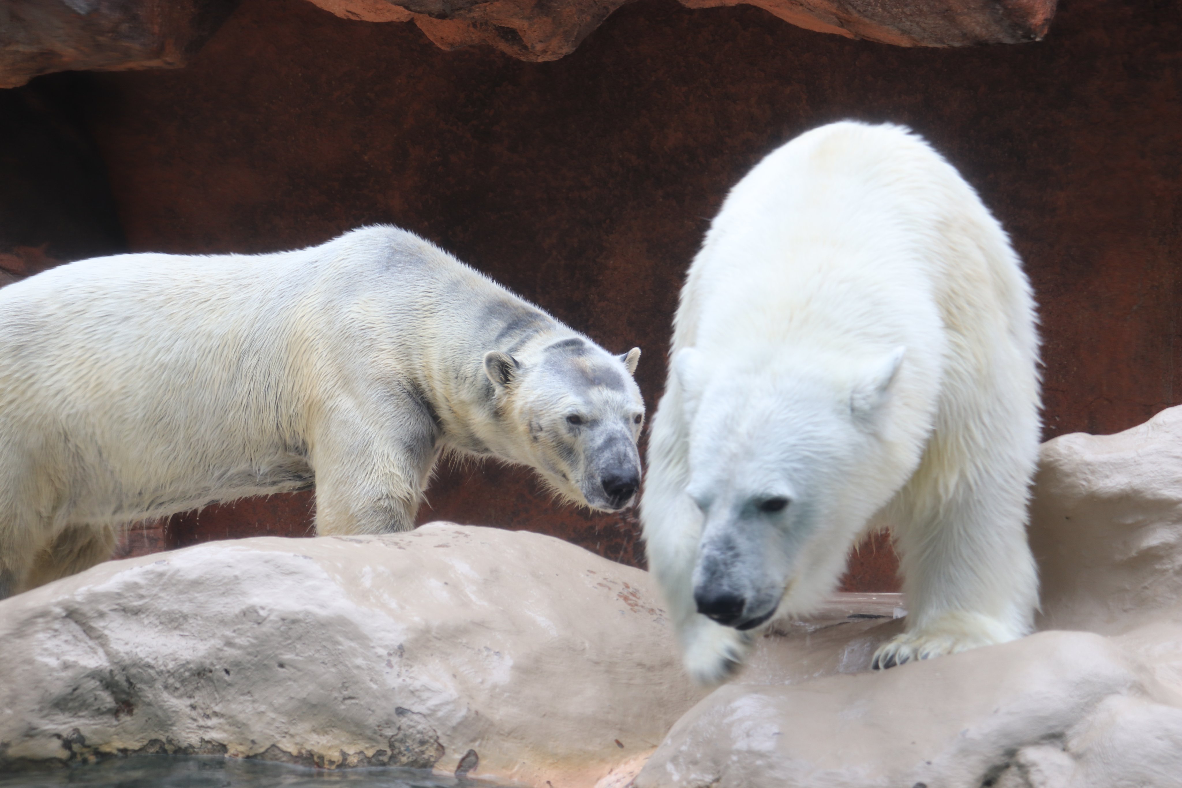 静岡市立日本平動物園 (@nhdzoo) / Twitter