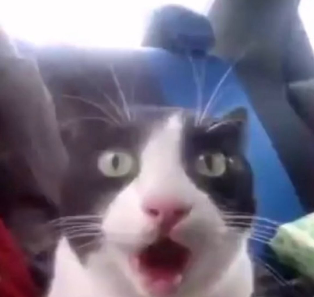 Gato Asustado Meme
