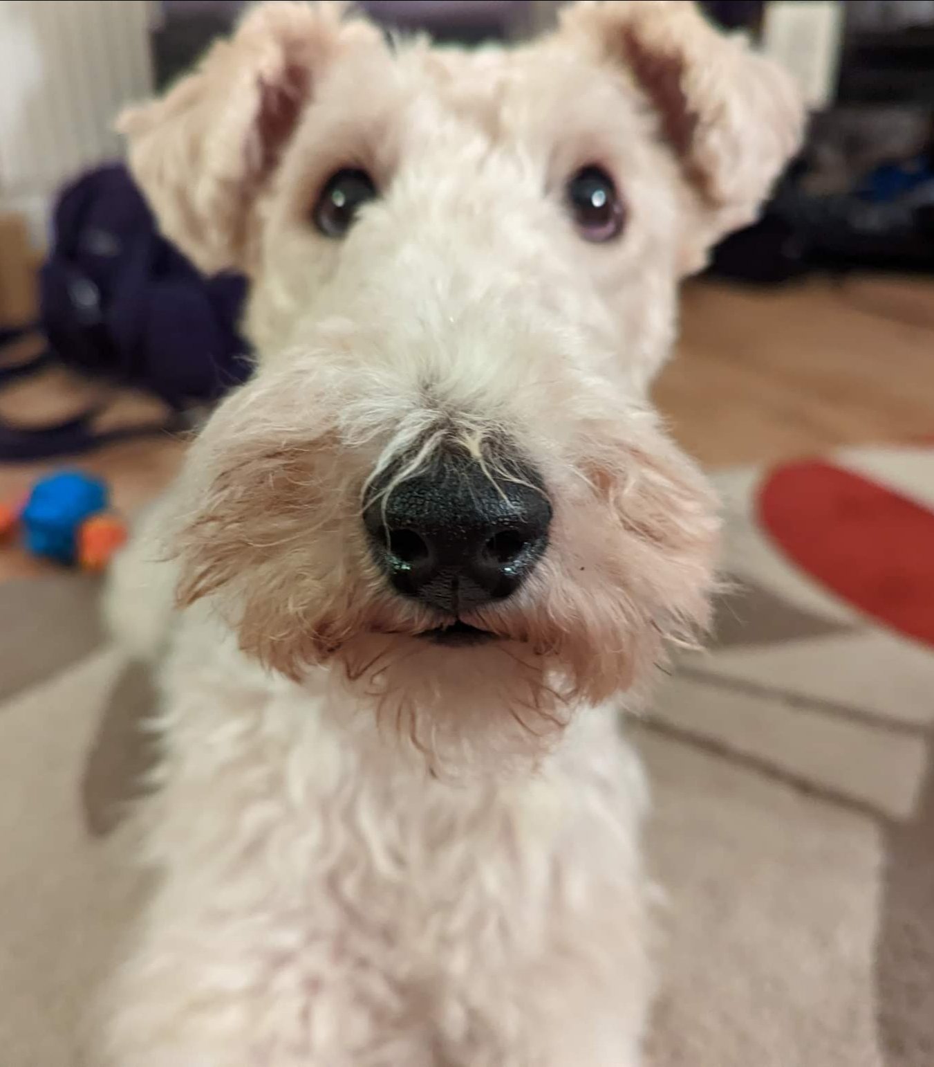 What Do Fox Terriers Eat