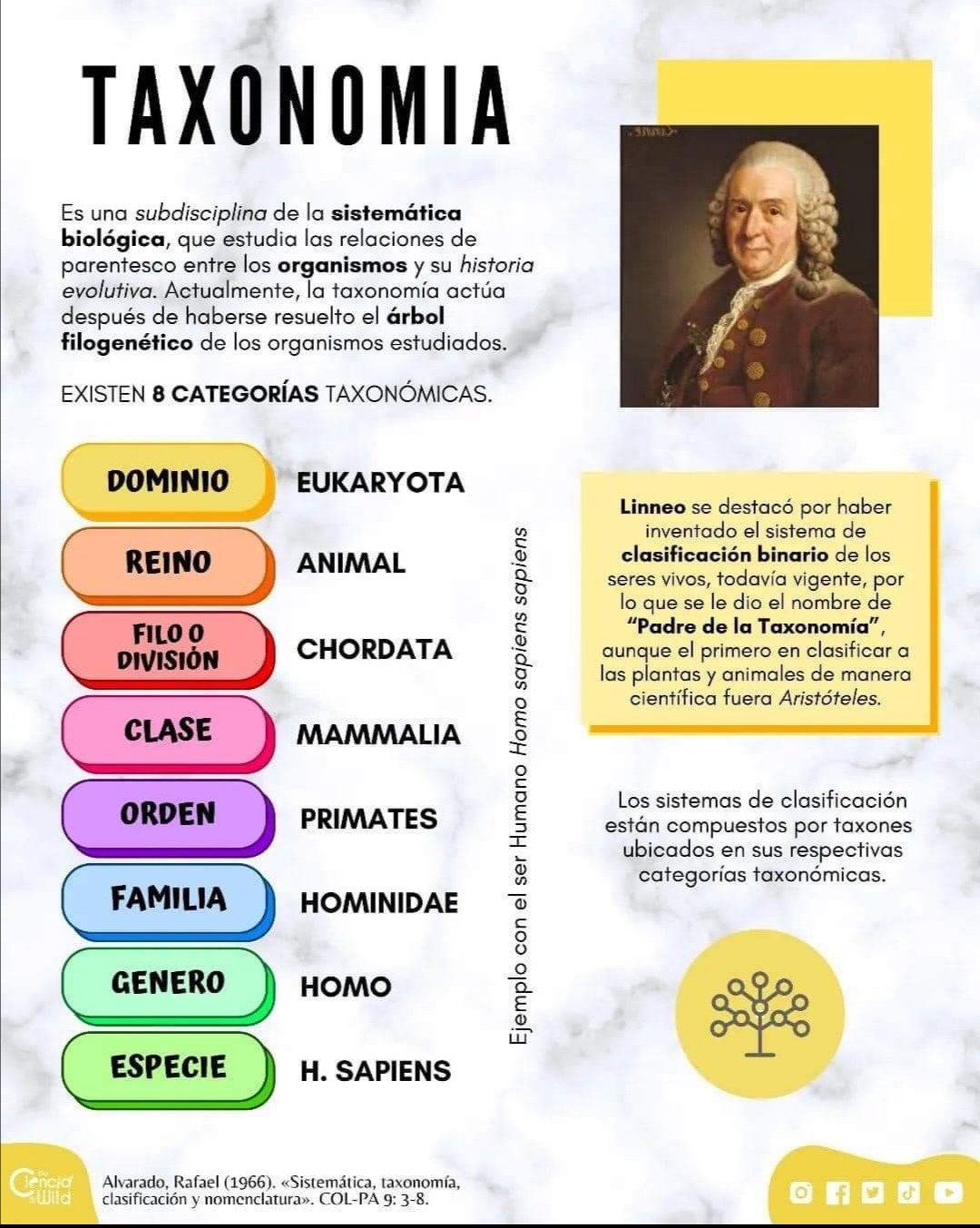 Definicin De Taxonomia Significado De Taxonomia Conociendo La