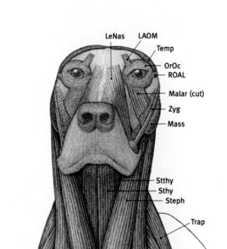 Dog Face Anatomy 3D Dog Anatomy Biosphera