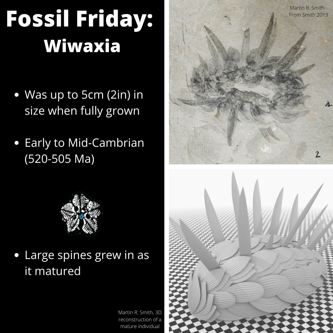 Wiwaxia