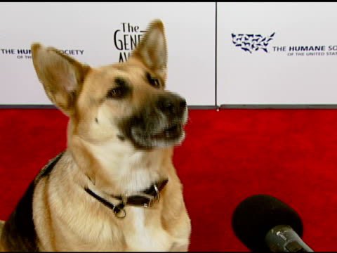 I Am Legend Sam The Dog