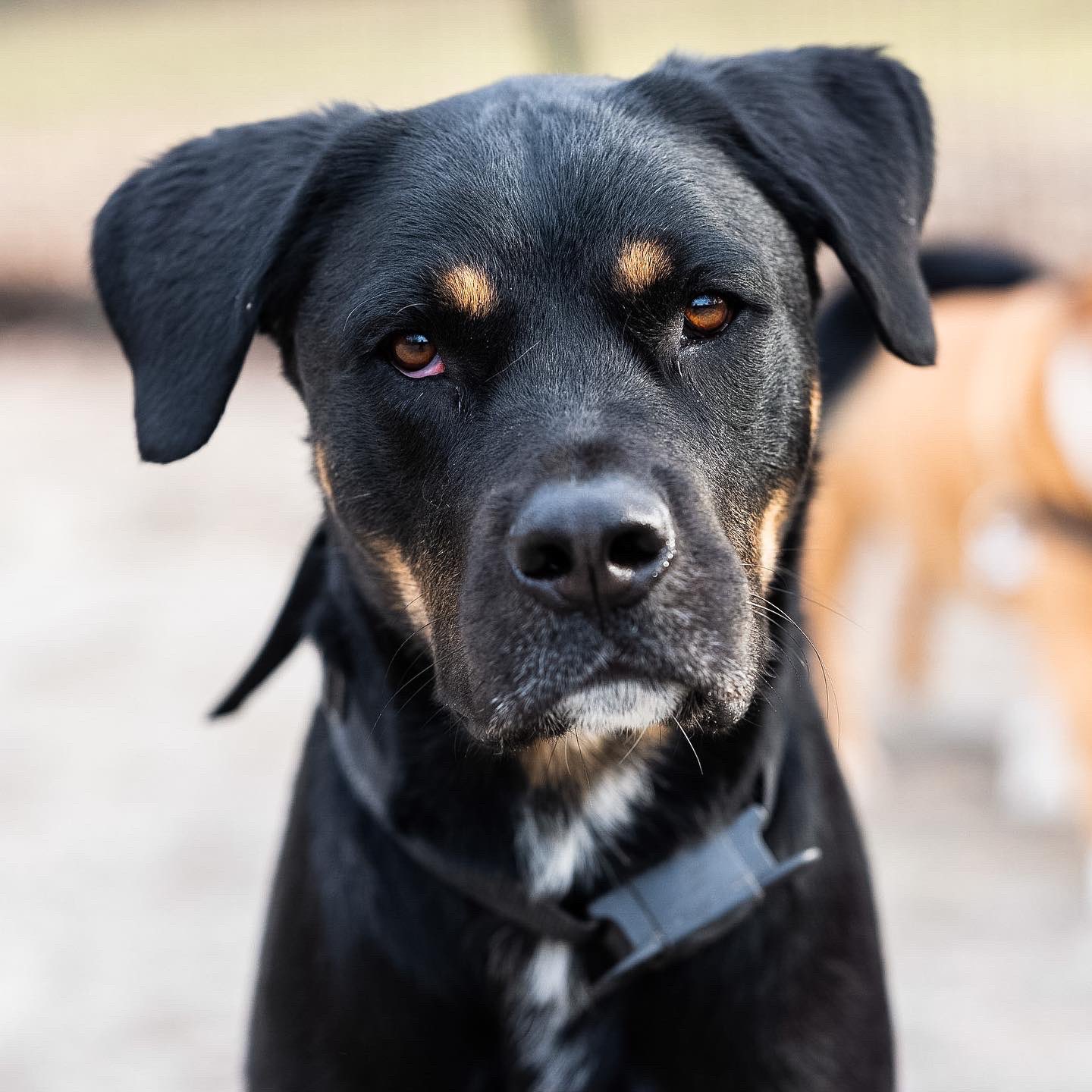 Lab Rottweiler Mix