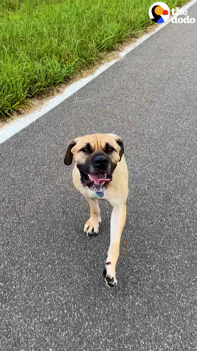 This dog is pure inspiration The Dodo @dodo