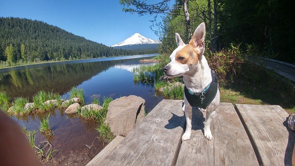 TW Pornstars - 1 pic. Kodi Coyote. Twitter. i got my dog 6 years ago ...