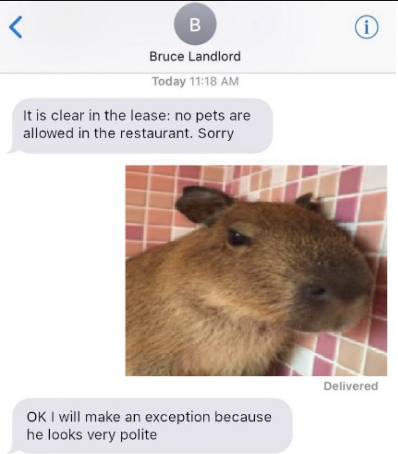 CAPYBARA MAN on Twitter: "https://t.co/W4frcar2an" / Twitter