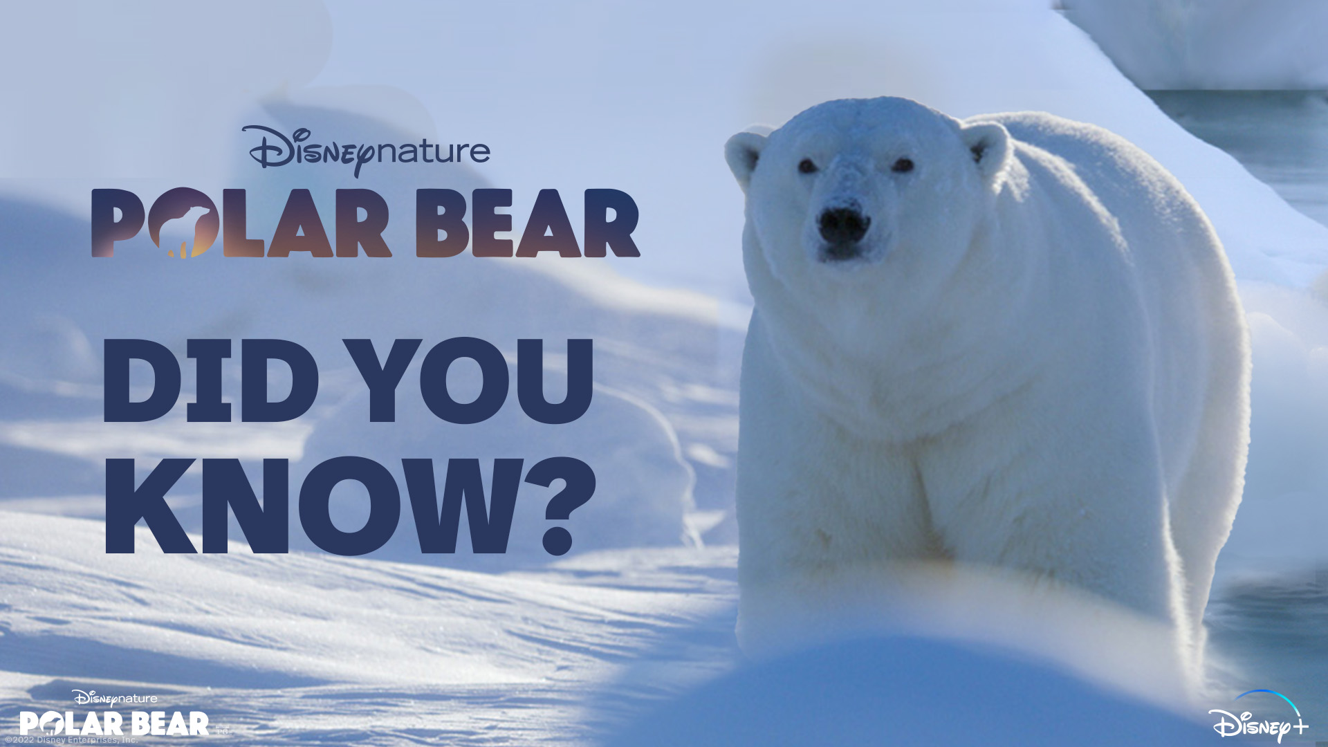 Walt Disney Studios on Twitter: "These Polar Bear fun facts have our ...
