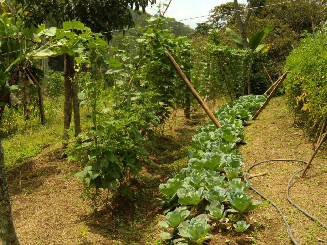 CaracolAlCampo | Guatila, chonque, balú y otras plantas nativas son el ...