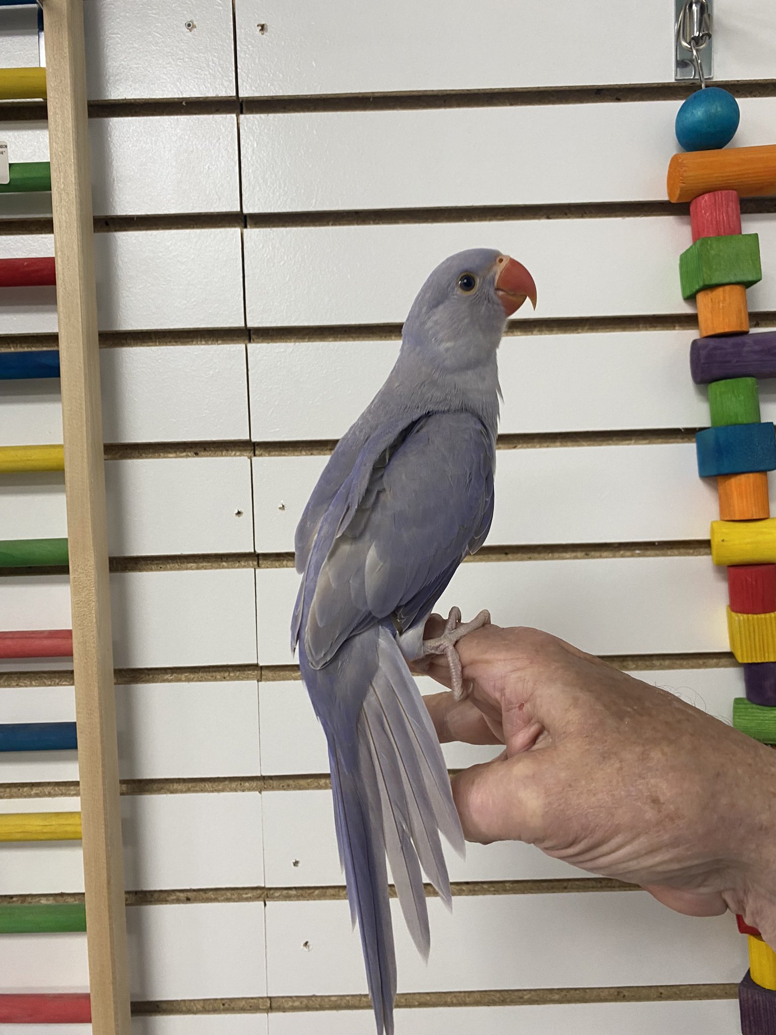 Purple Indian Ringneck Parrot