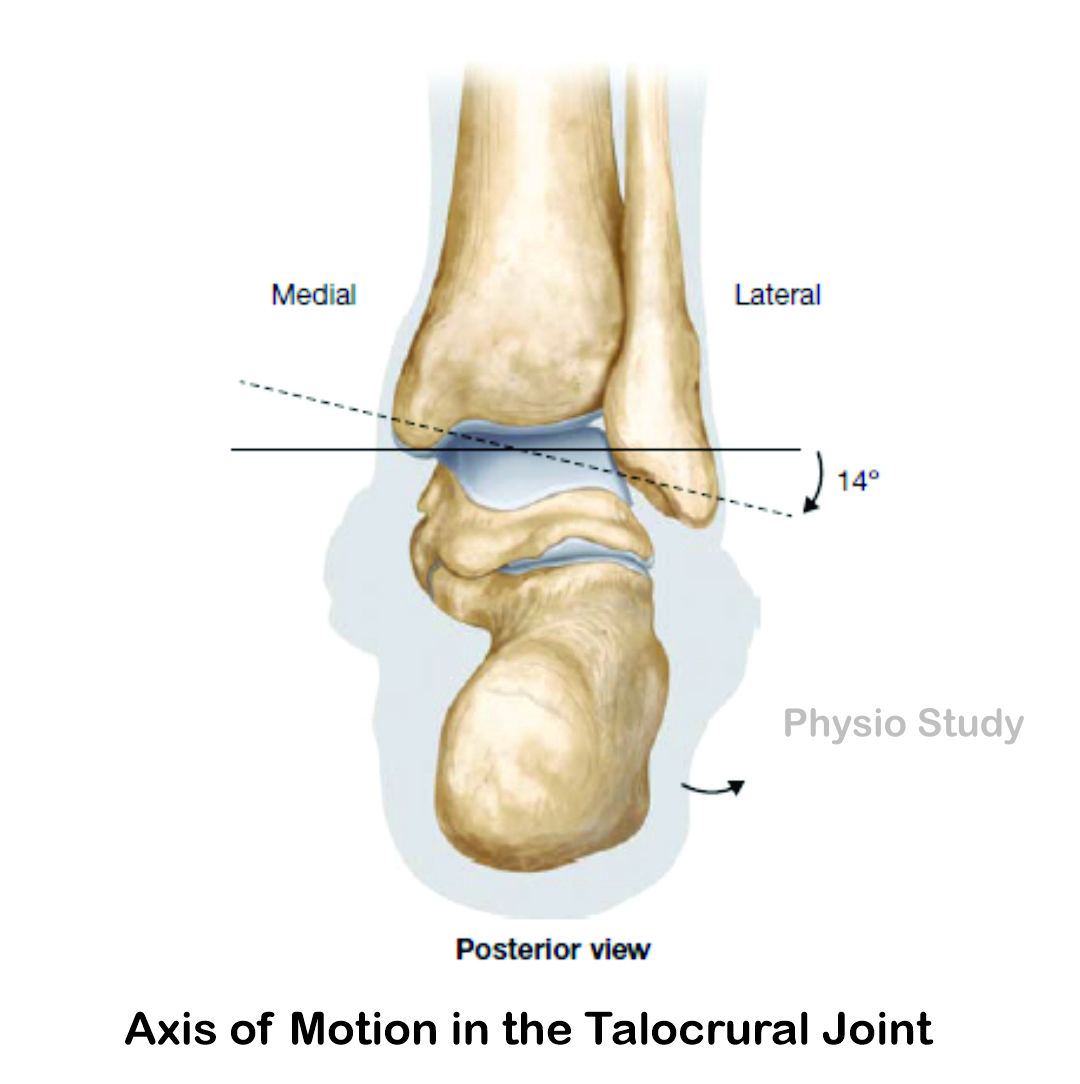 Talocrural Joint Axis