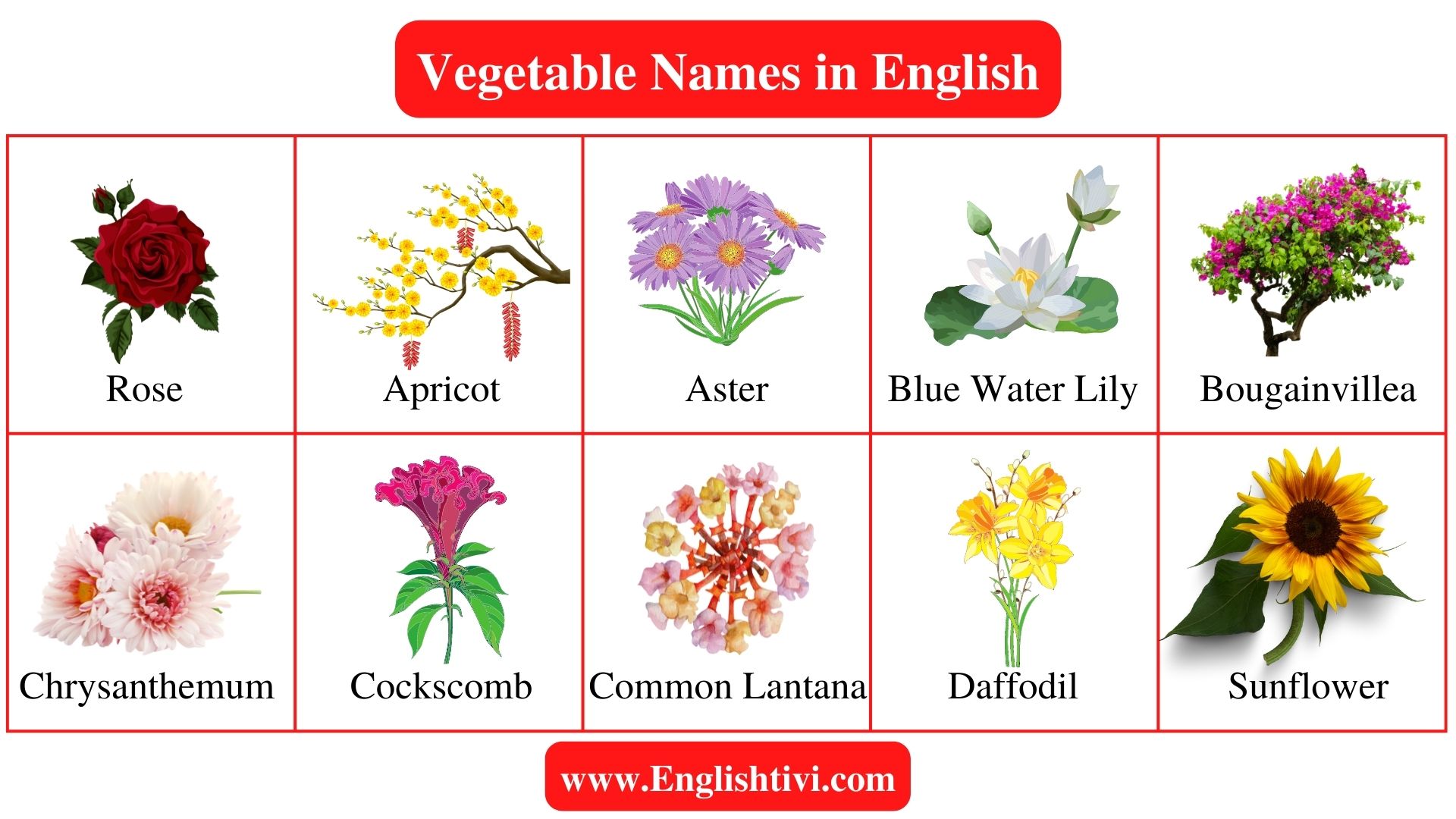 Different Types Of Flowers In The World With Names