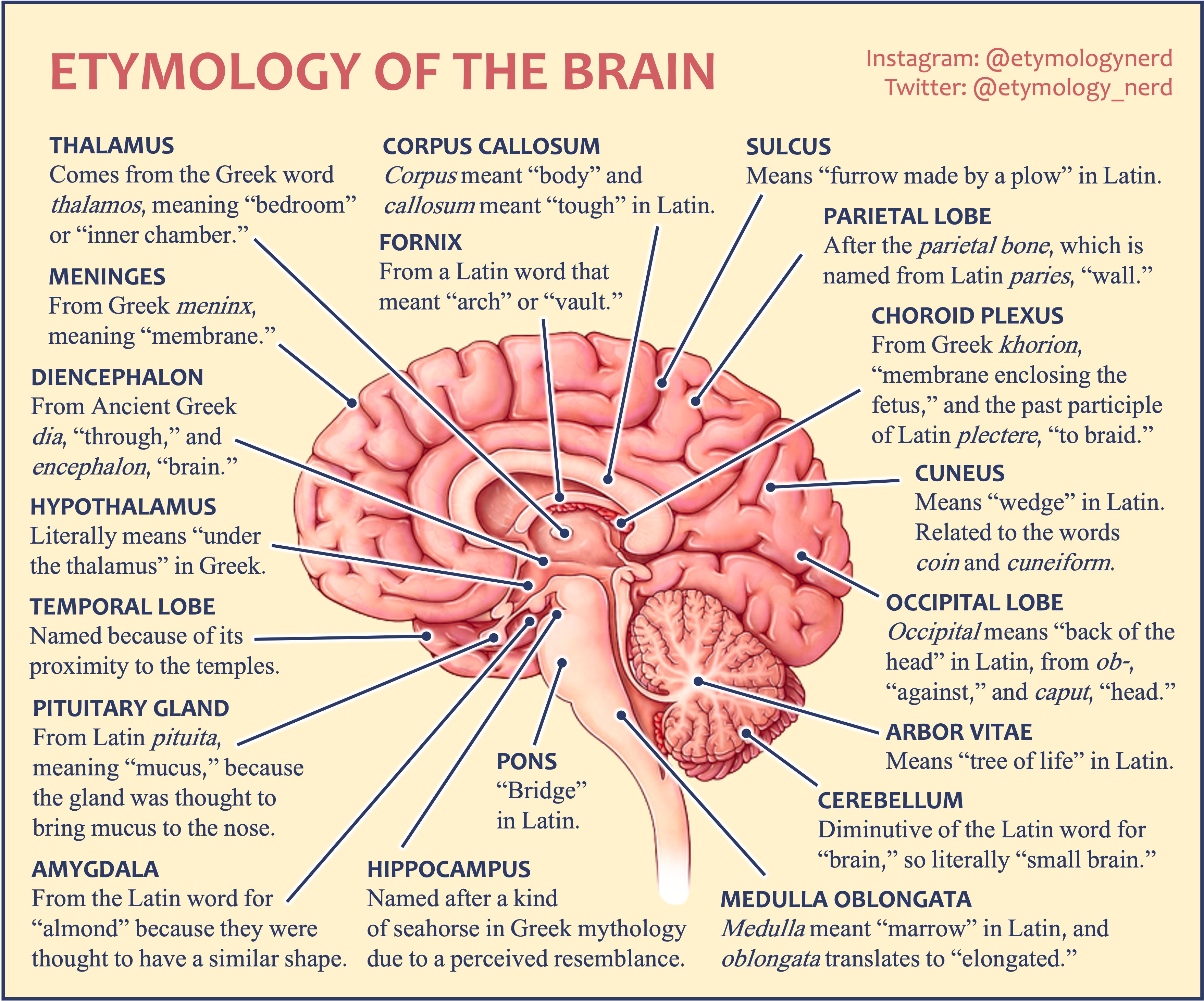 Human Brain Parts Names Human Brain Parts Names