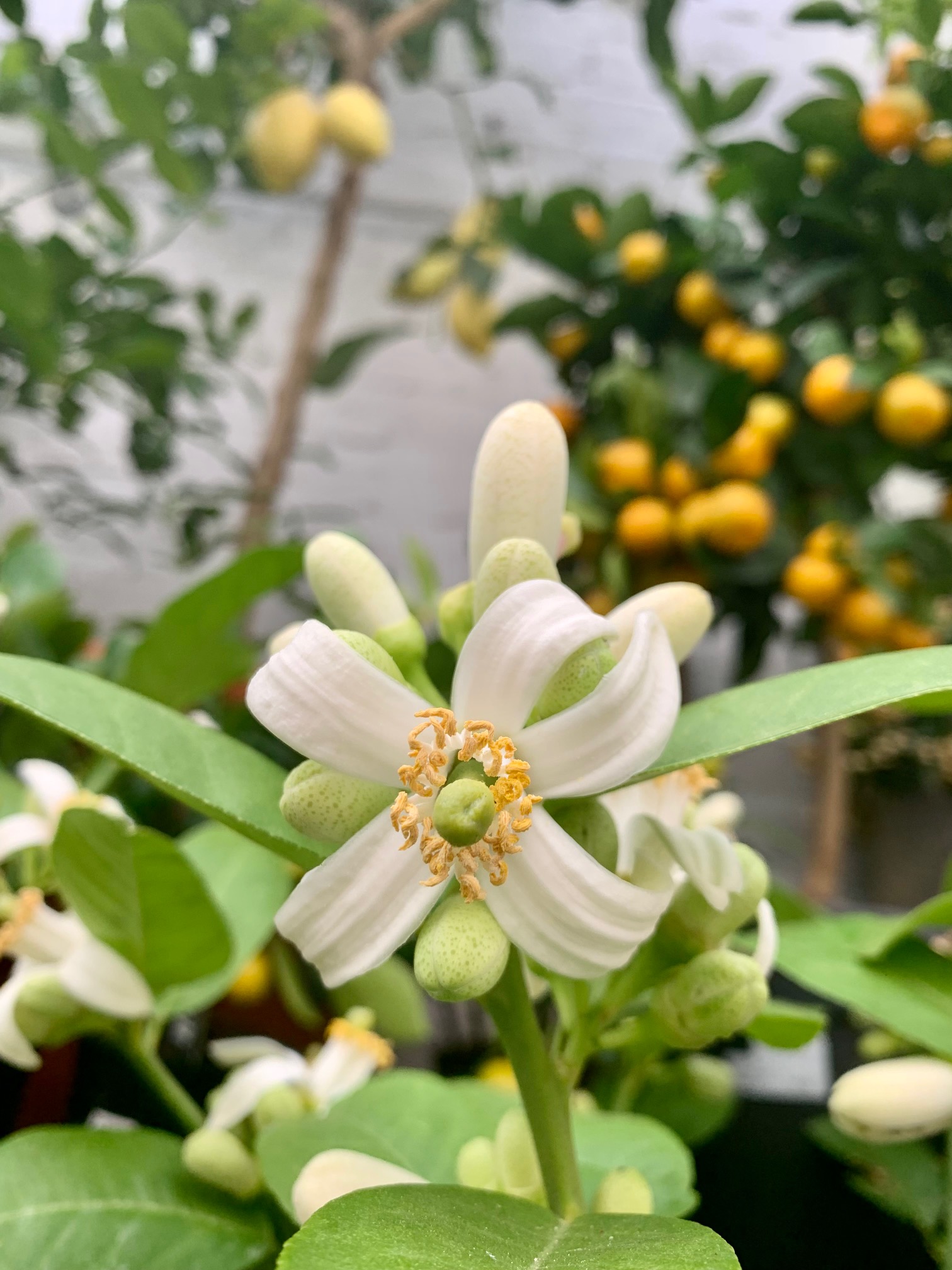 Grapefruit Flowers