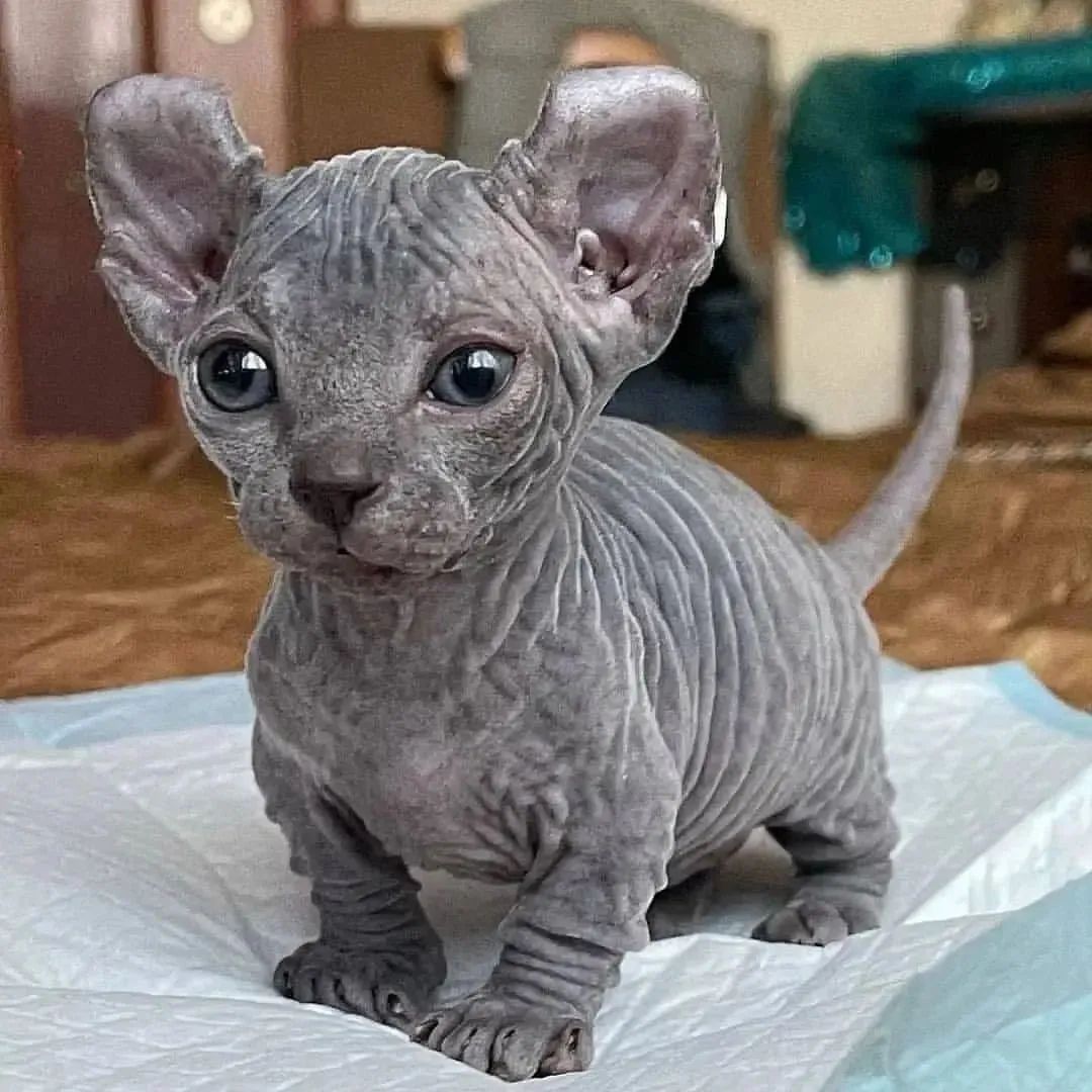 Hairless Dwarf Cat