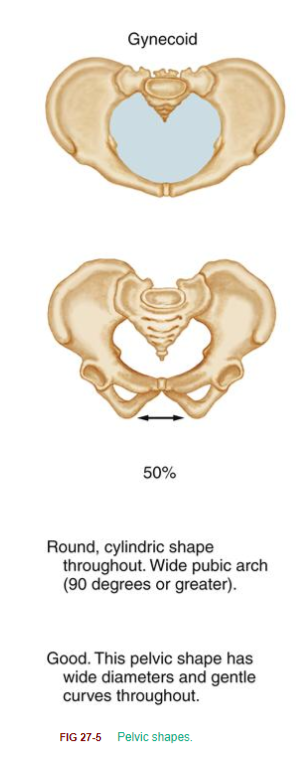 Female Pelvis and Its importance Important read for women who want to ...