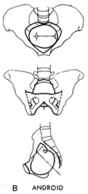 Female Pelvis and Its importance Important read for women who want to ...