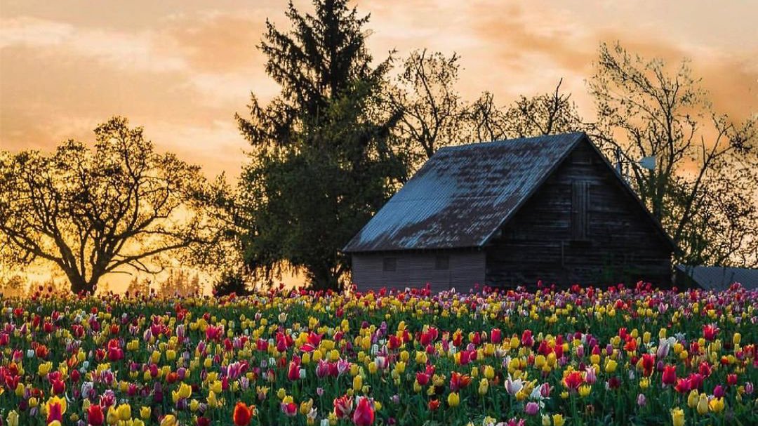 Spring Barn Wallpaper