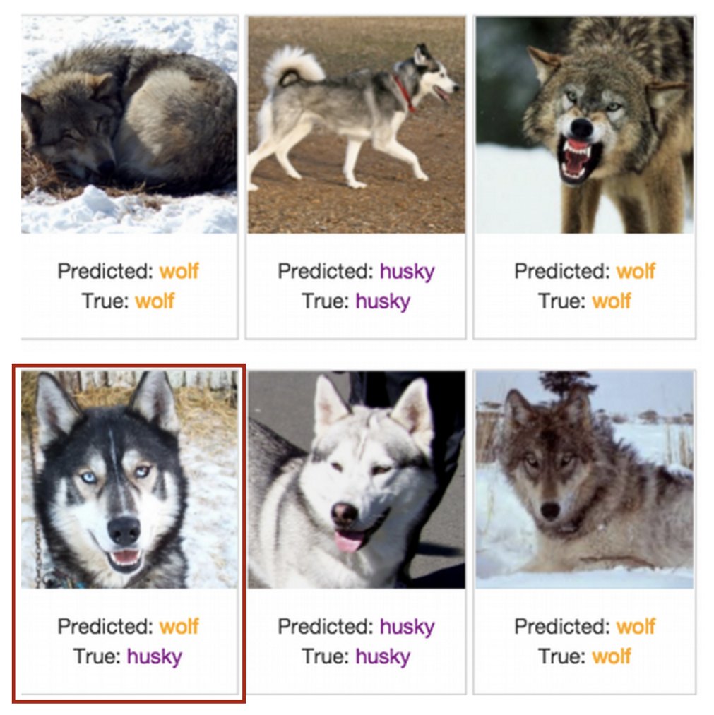 Husky Vs Wolf