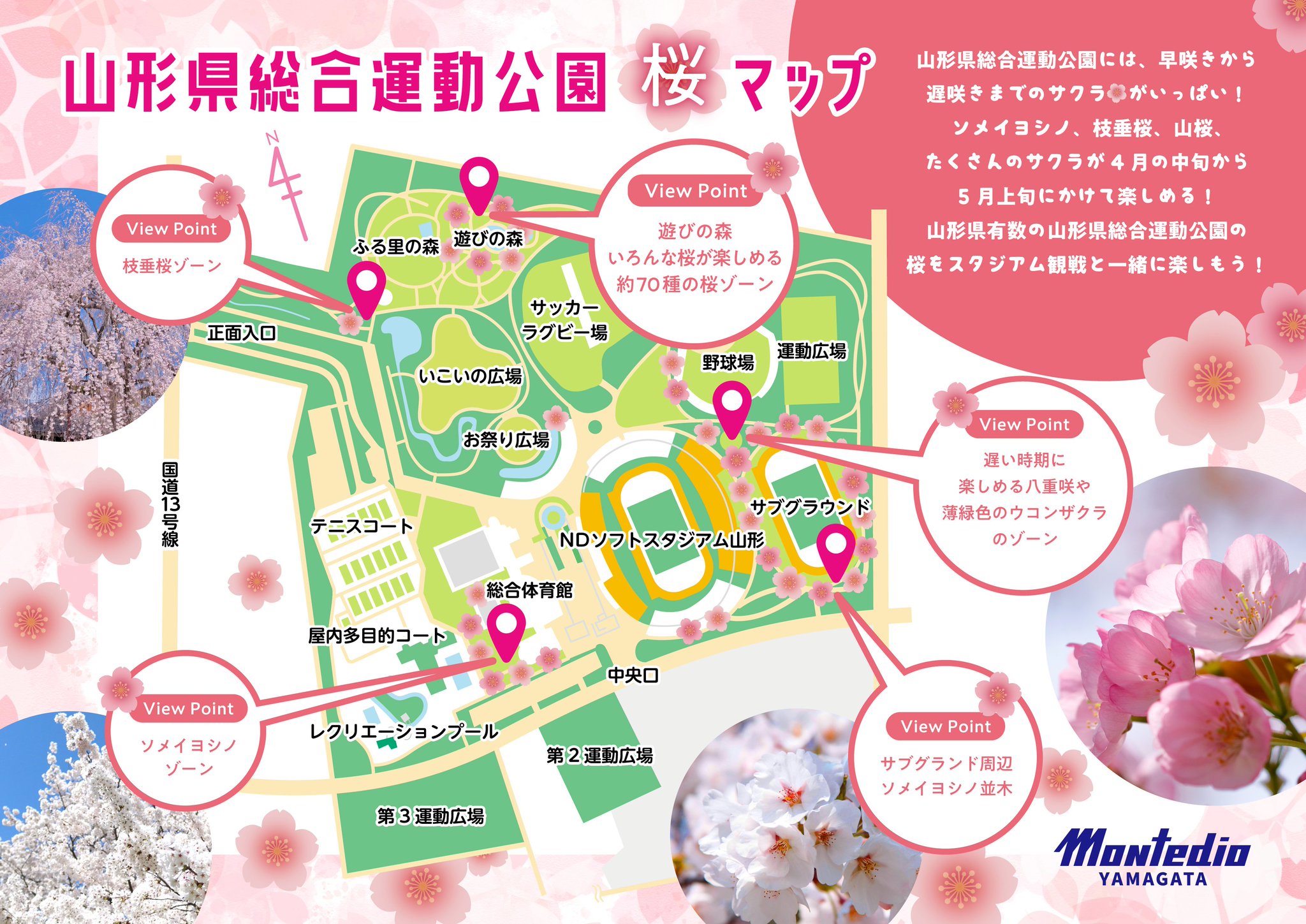 モンテディオ山形広報／Montedio Yamagata on Twitter: "@ybc_hodo 山形放送報道部のみなさん、山形県総合運動公園のサクラ🌸も今が見頃ですので、ぜひ☺ ...