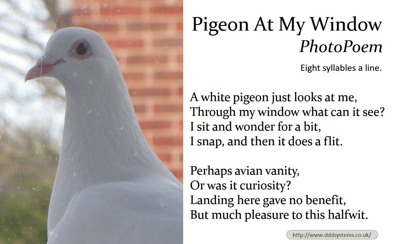 Poems About White Doves