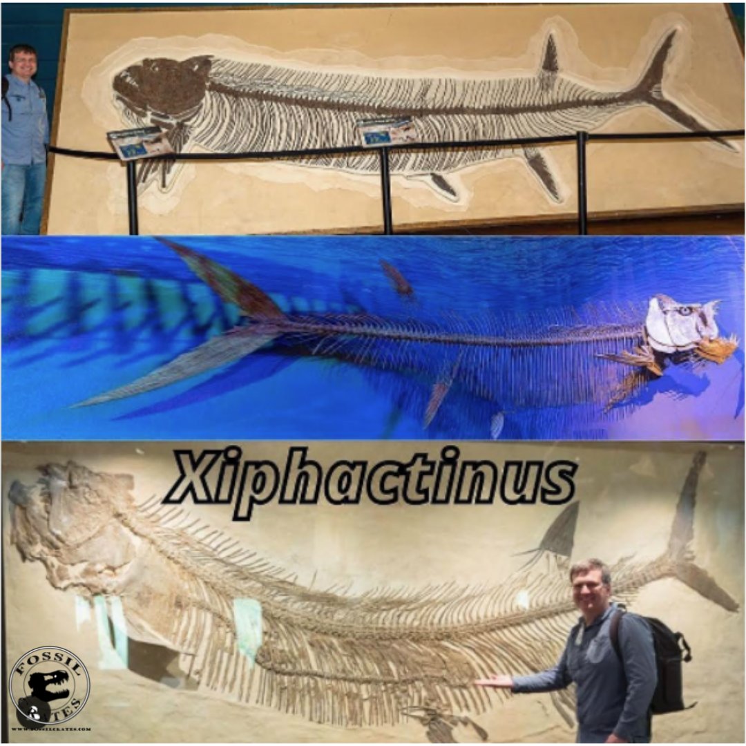Xiphactinus Skeleton
