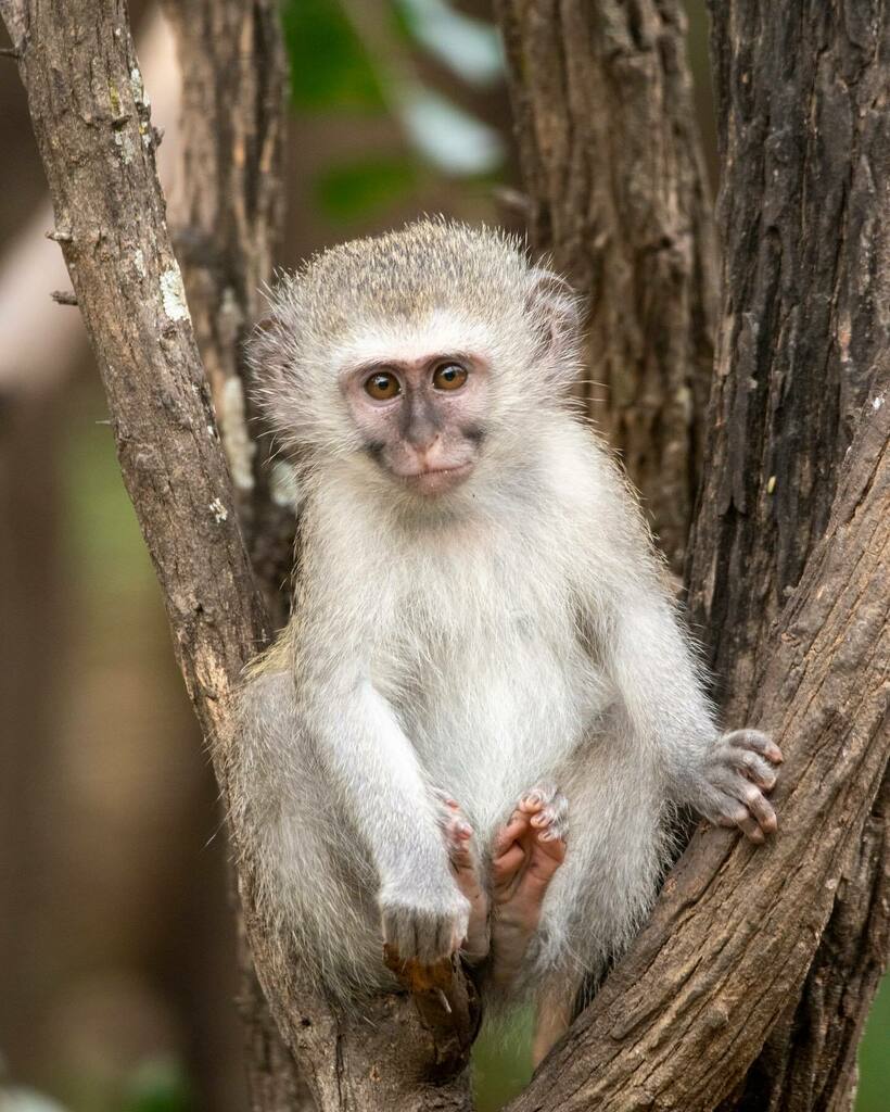Malbrouck Monkey Chlorocebus cynosuros