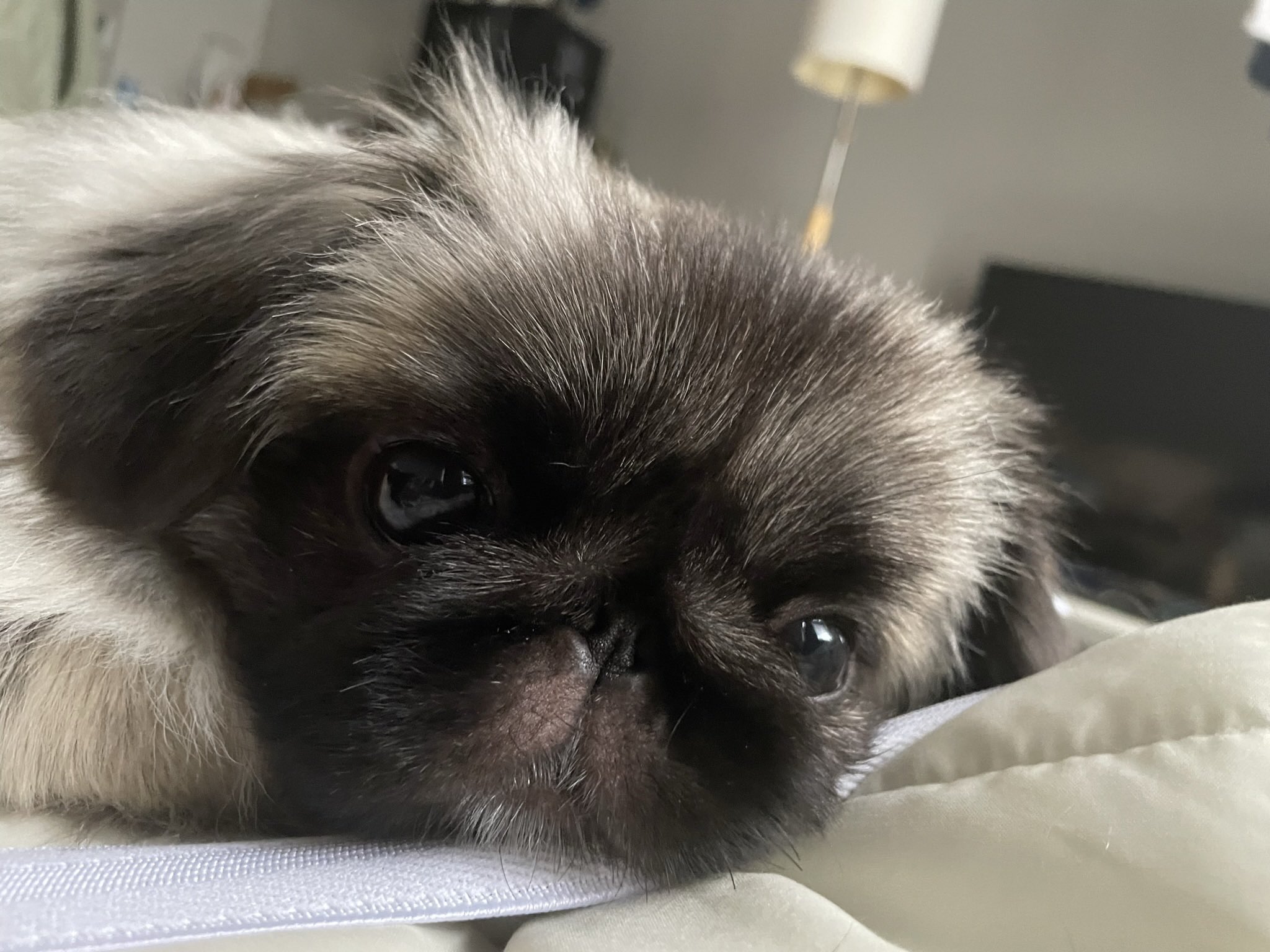 ルーク / STARDY on Twitter: "可愛すぎて憤死したのでお裾分け👼🏻 https://t.co/N8mt632o2X" / Twitter