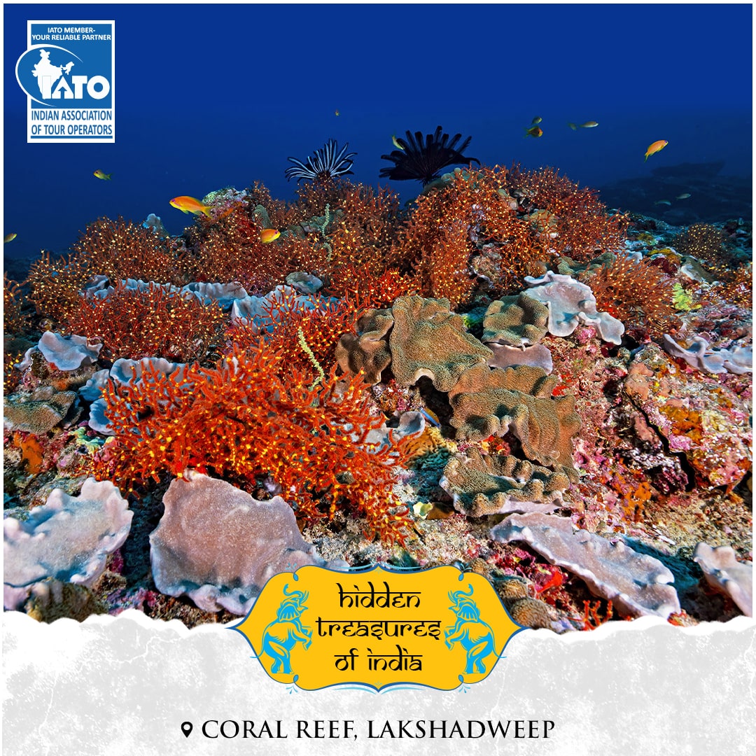 Lakshadweep Reef In India
