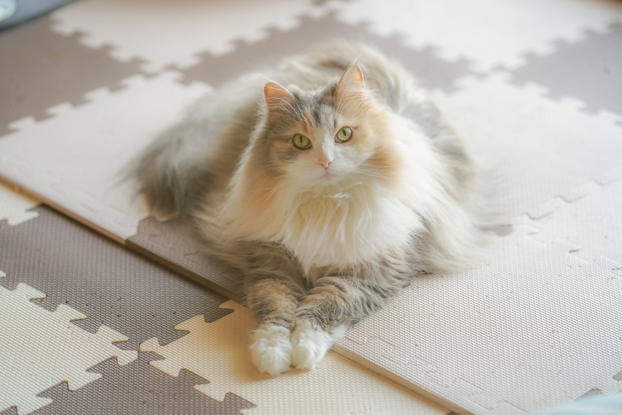 CRFアフツイ&カブ90@Herb伊豆 on Twitter: "RT @silky0702: 猫？ https://t.co/GQvg8T7Epl" / Twitter