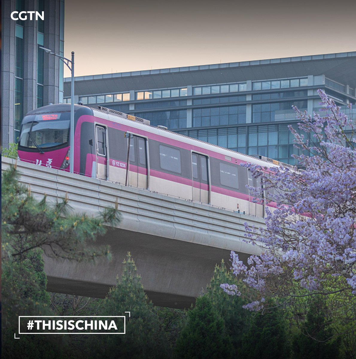 Spring is in the air🌸 A subway train runs through a sea of Paulownia ...