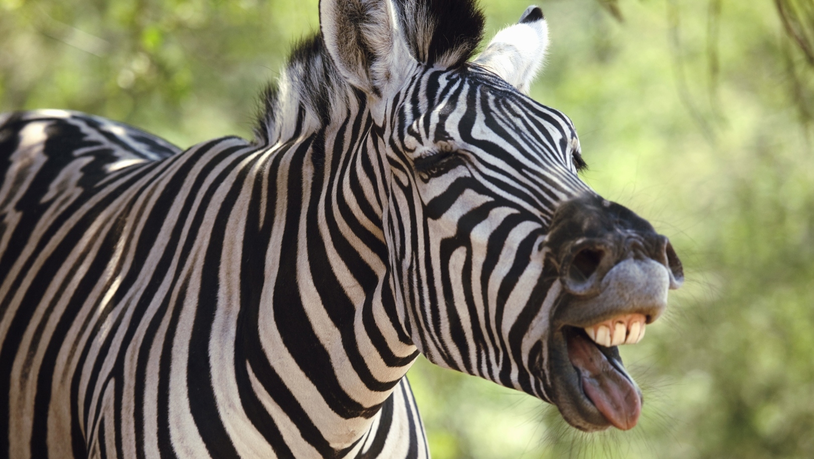 Zebra Tongue