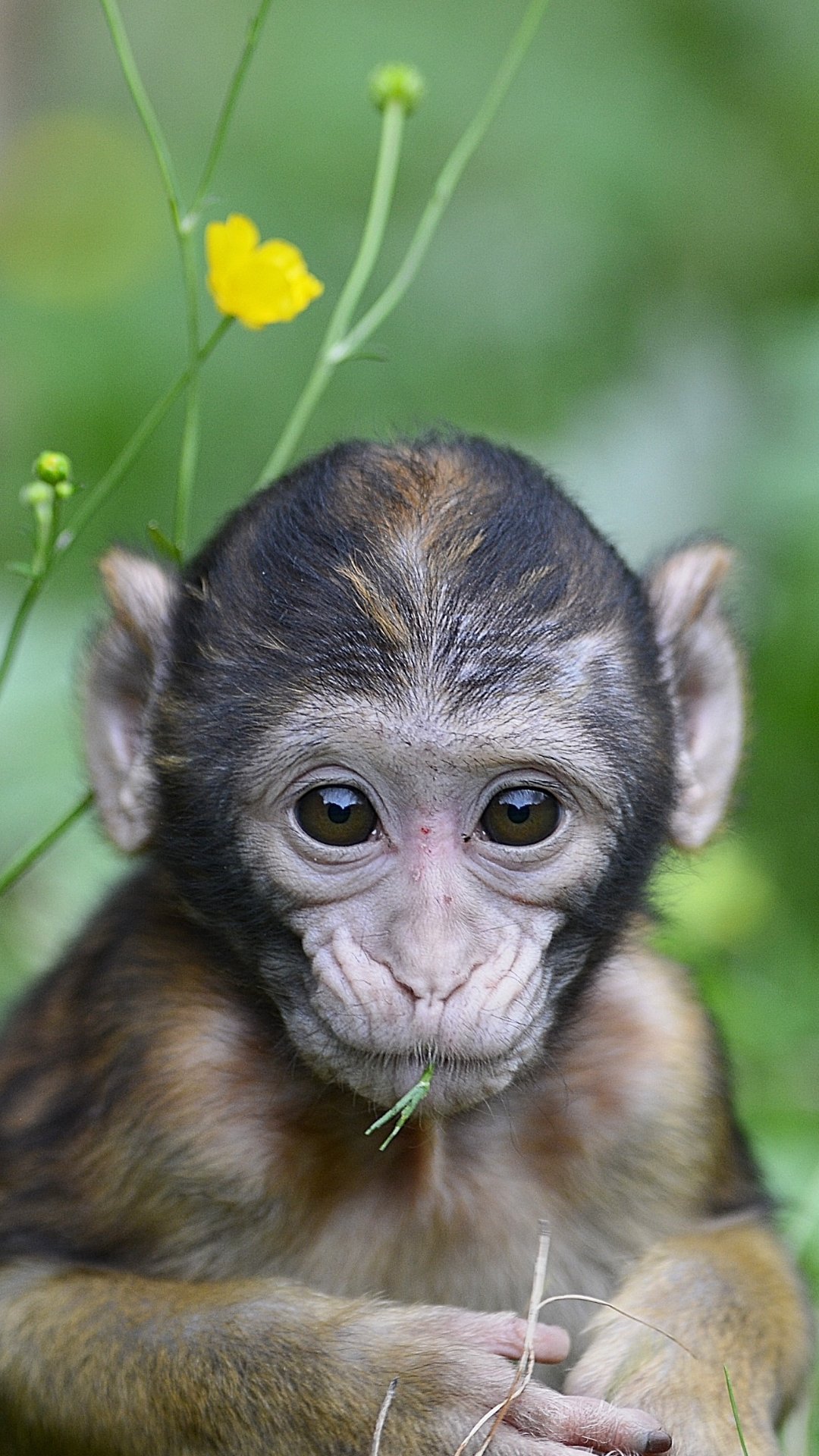 Baby Monkey Smiling