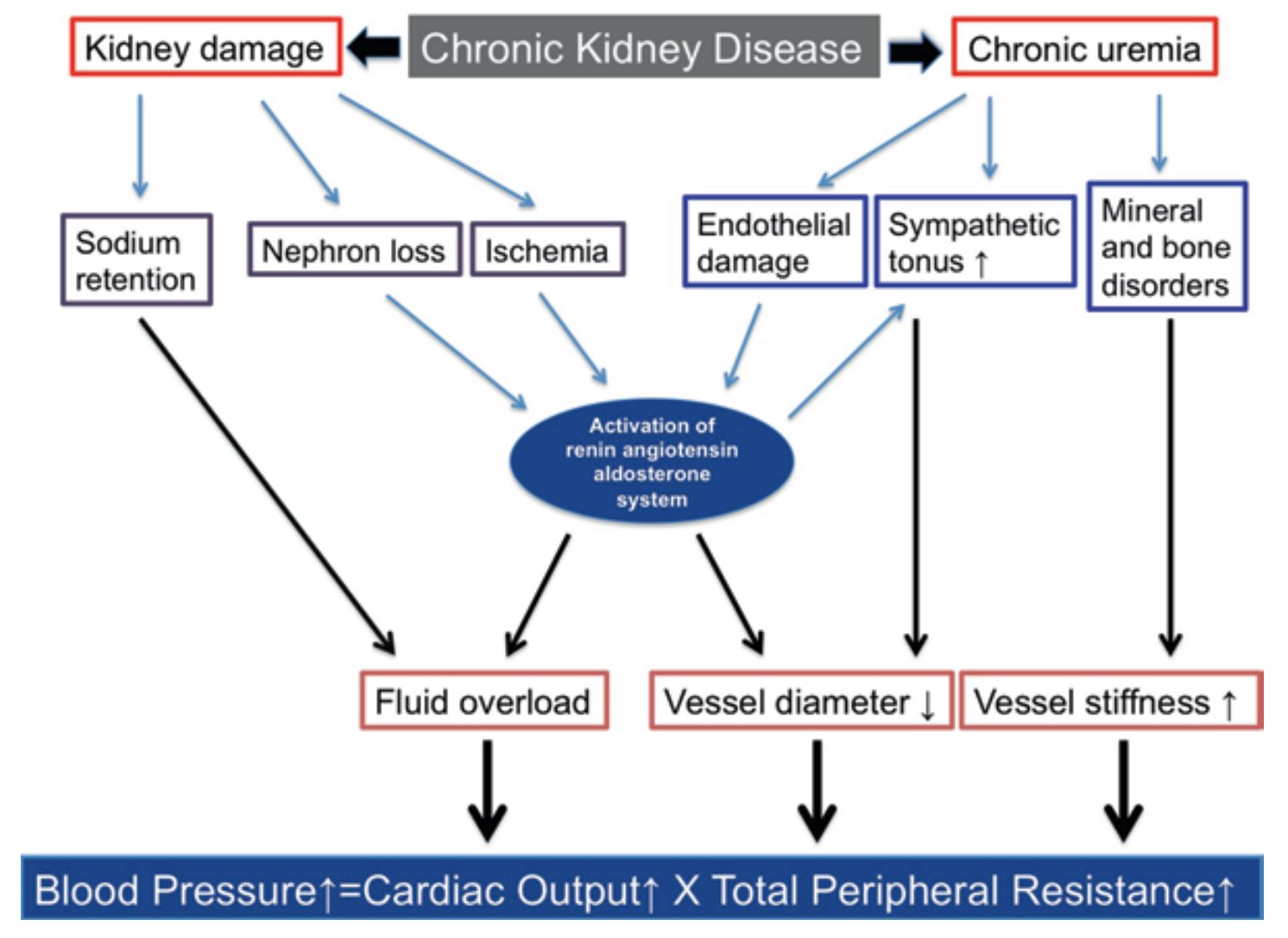 Chronic Kidney Disease Pathophysiology