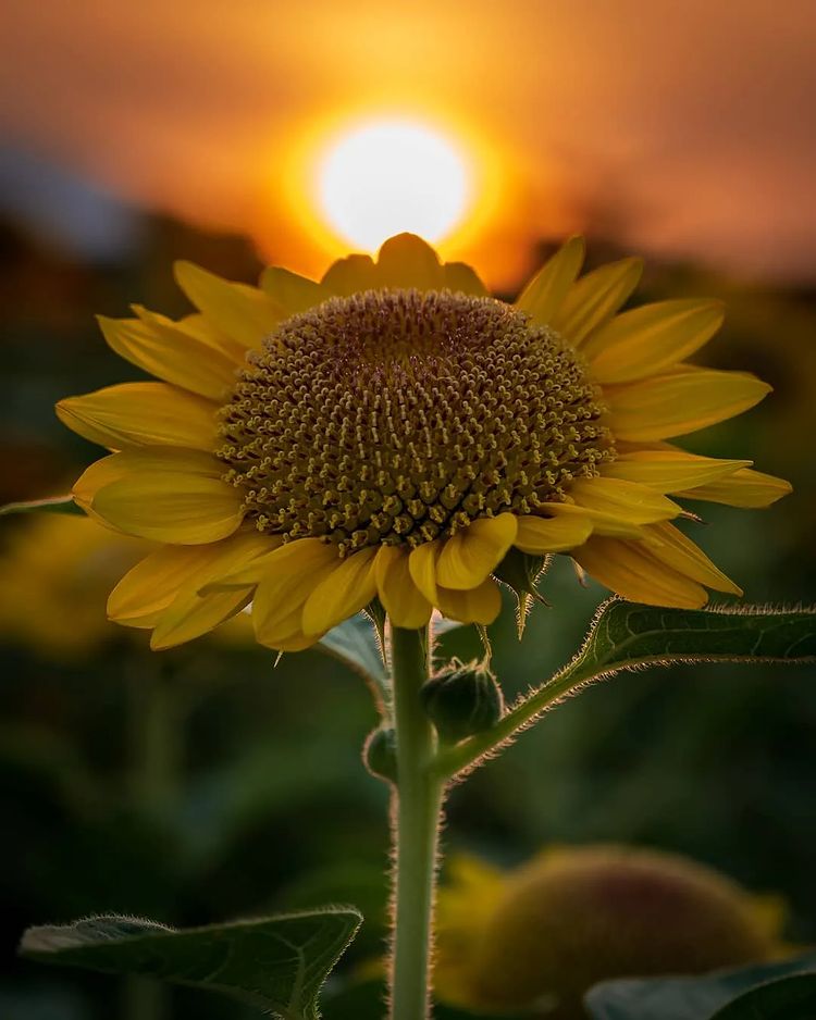 Amazing Flower Photography