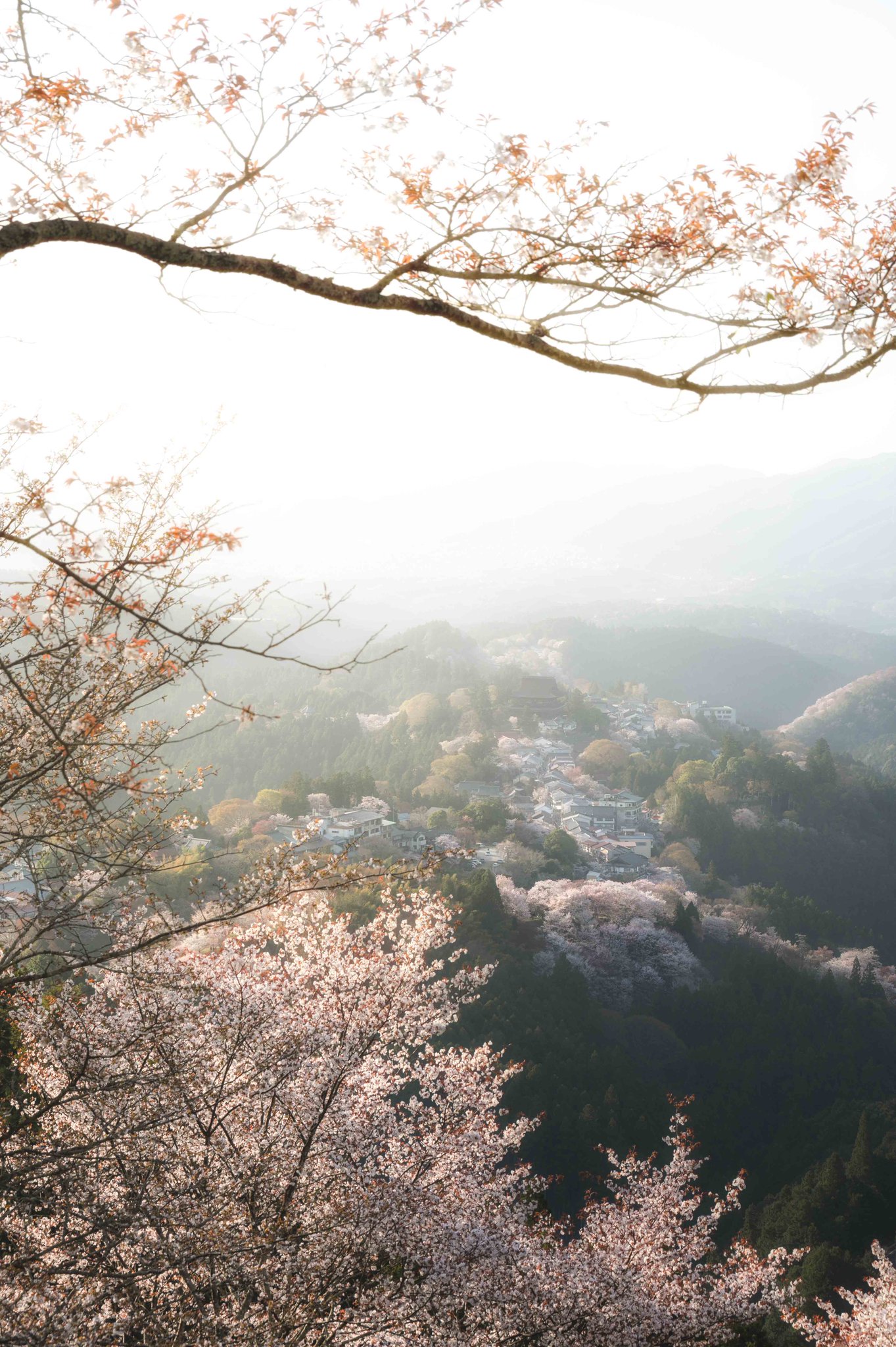 ヤム蔵@脳梗塞手術後1年半＆ねこあつめ開始11ヵ月 on Twitter: "RT @hirography_321: 西日がかかる桜の吉野山が美しい https://t.co ...