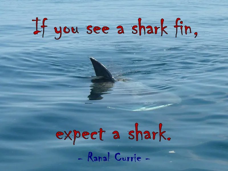 Shark Fin Memes Shark Fin Soup Tumblr Posts