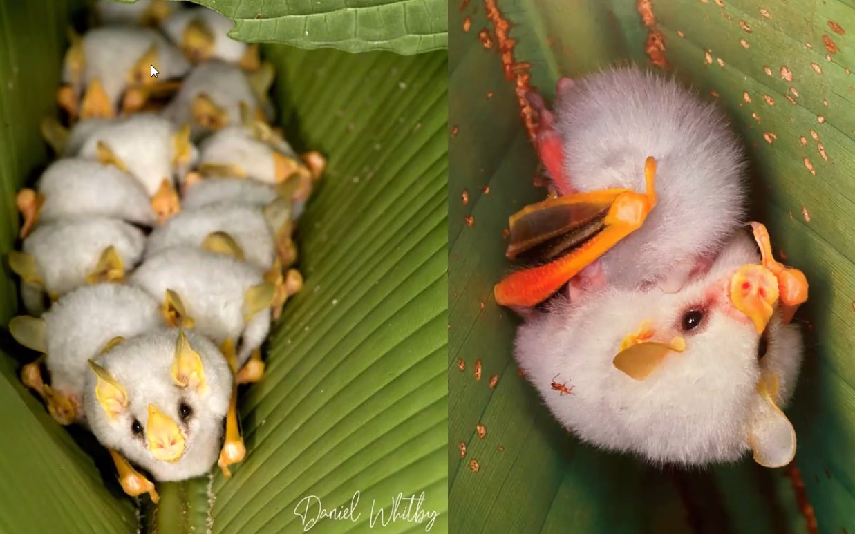 White Baby Bats