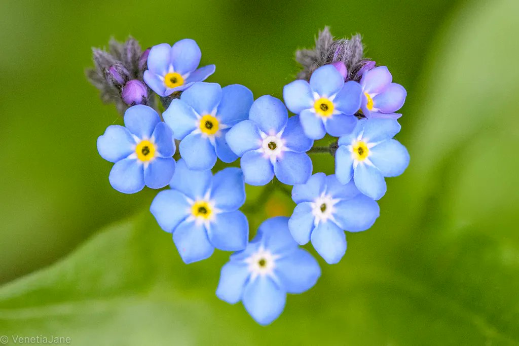 Forget Me Not Flower Heart