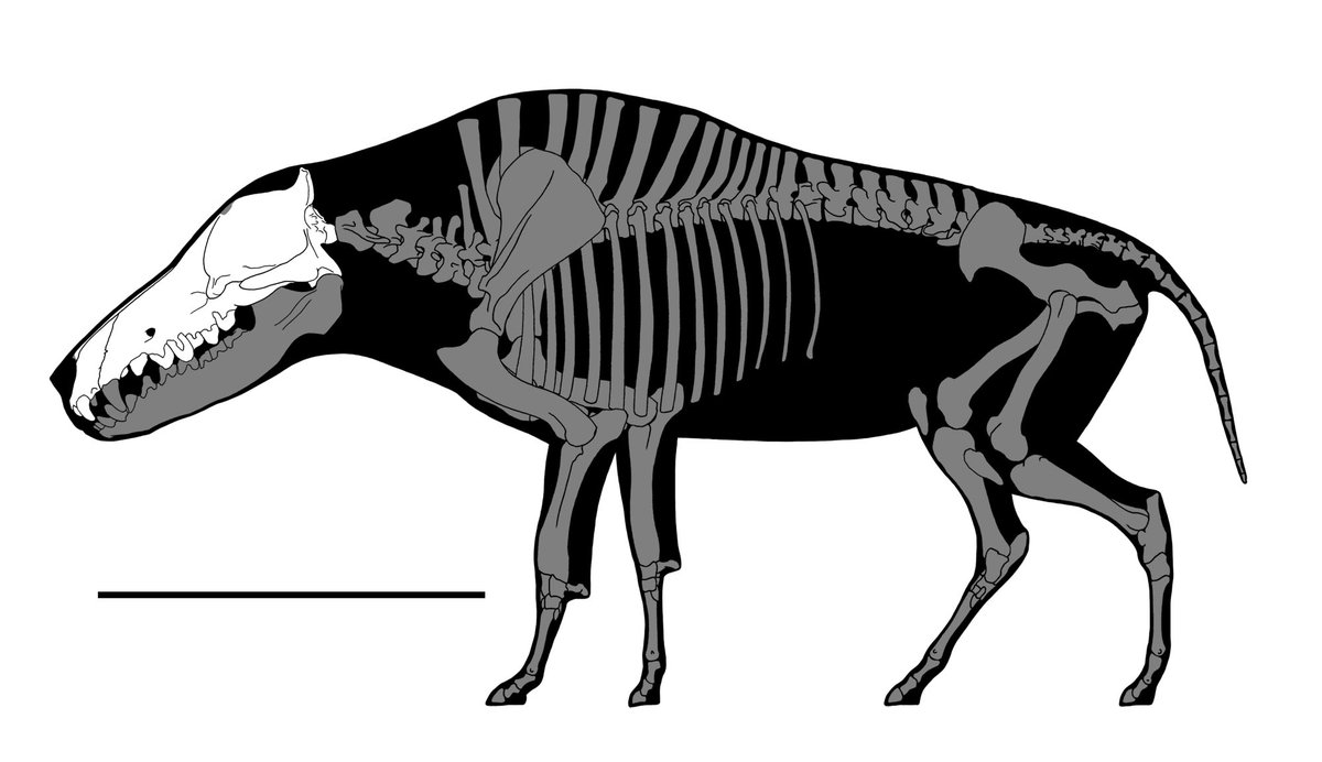 Andrewsarchus Skeleton