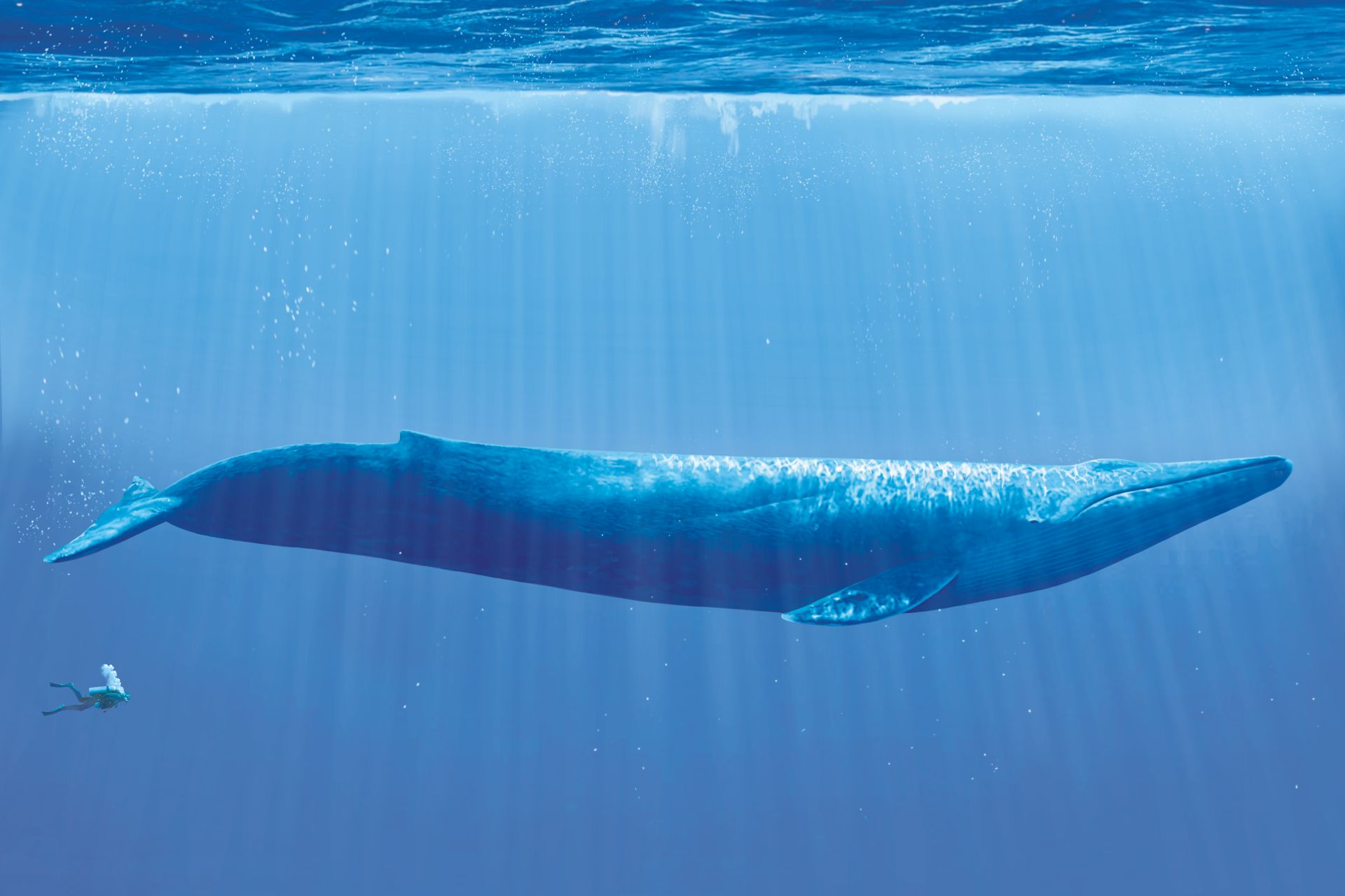 Largest Blue Whale Ever Recorded