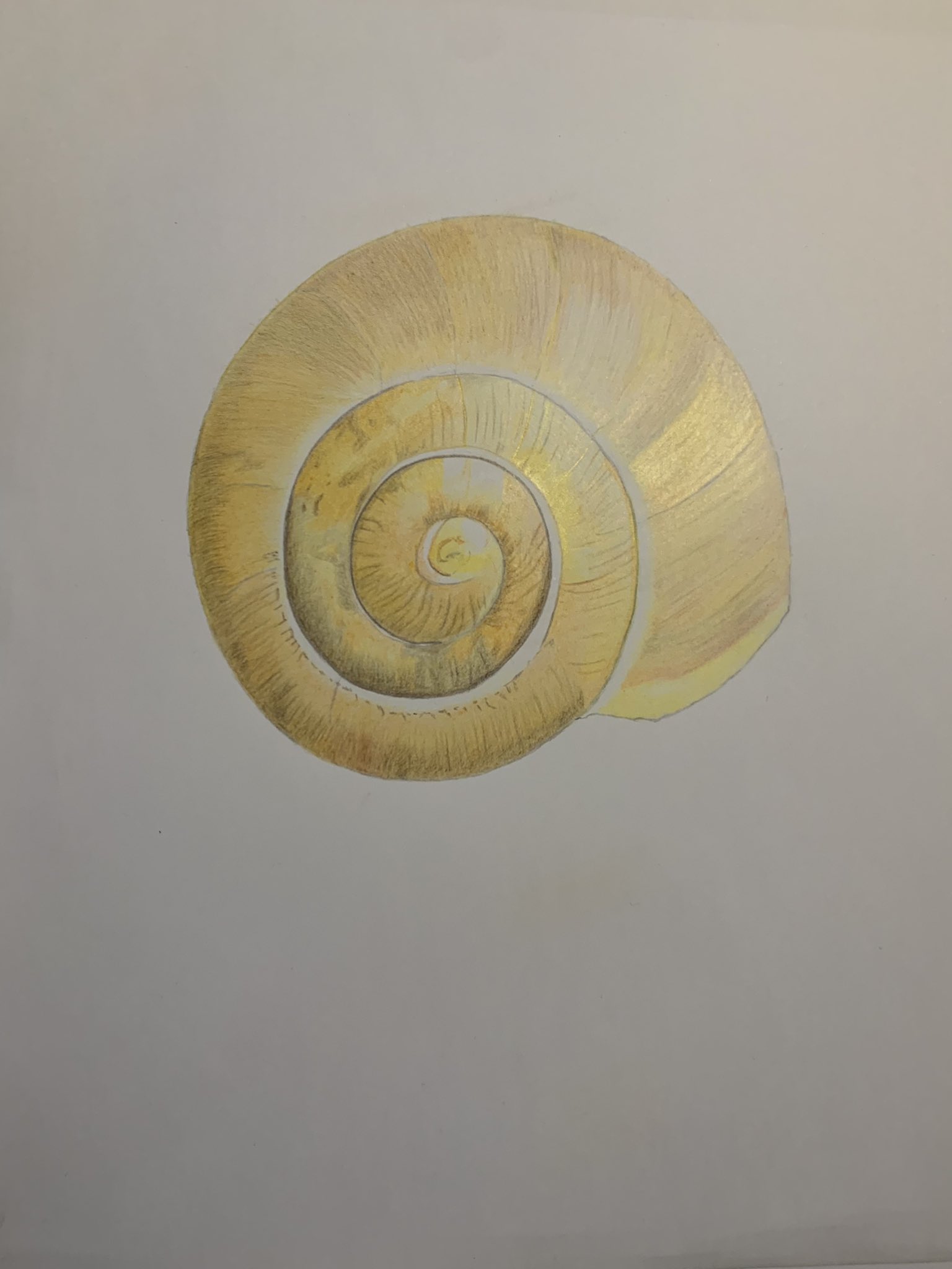Snail Shell Sketch