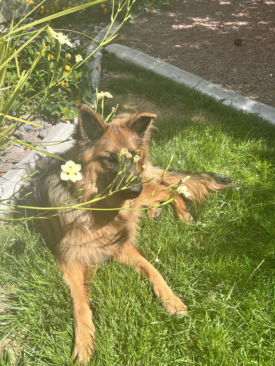 amber(@mimsy ):flowers said boop