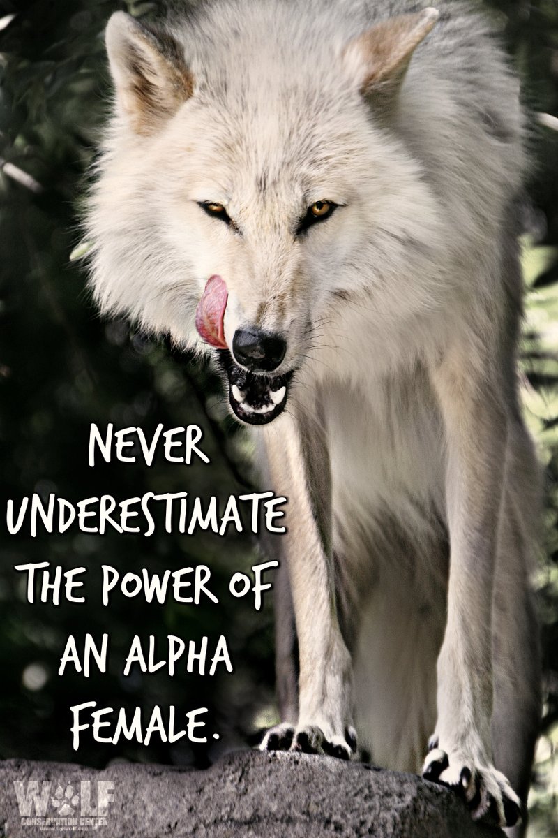 Alpha Female Wolf
