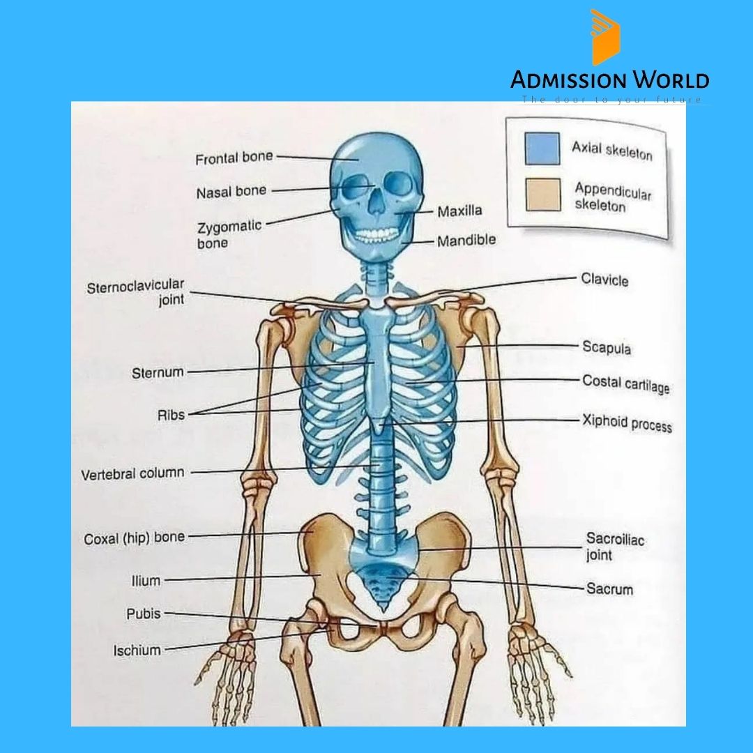 Axial Skeleton Thoracic Cage